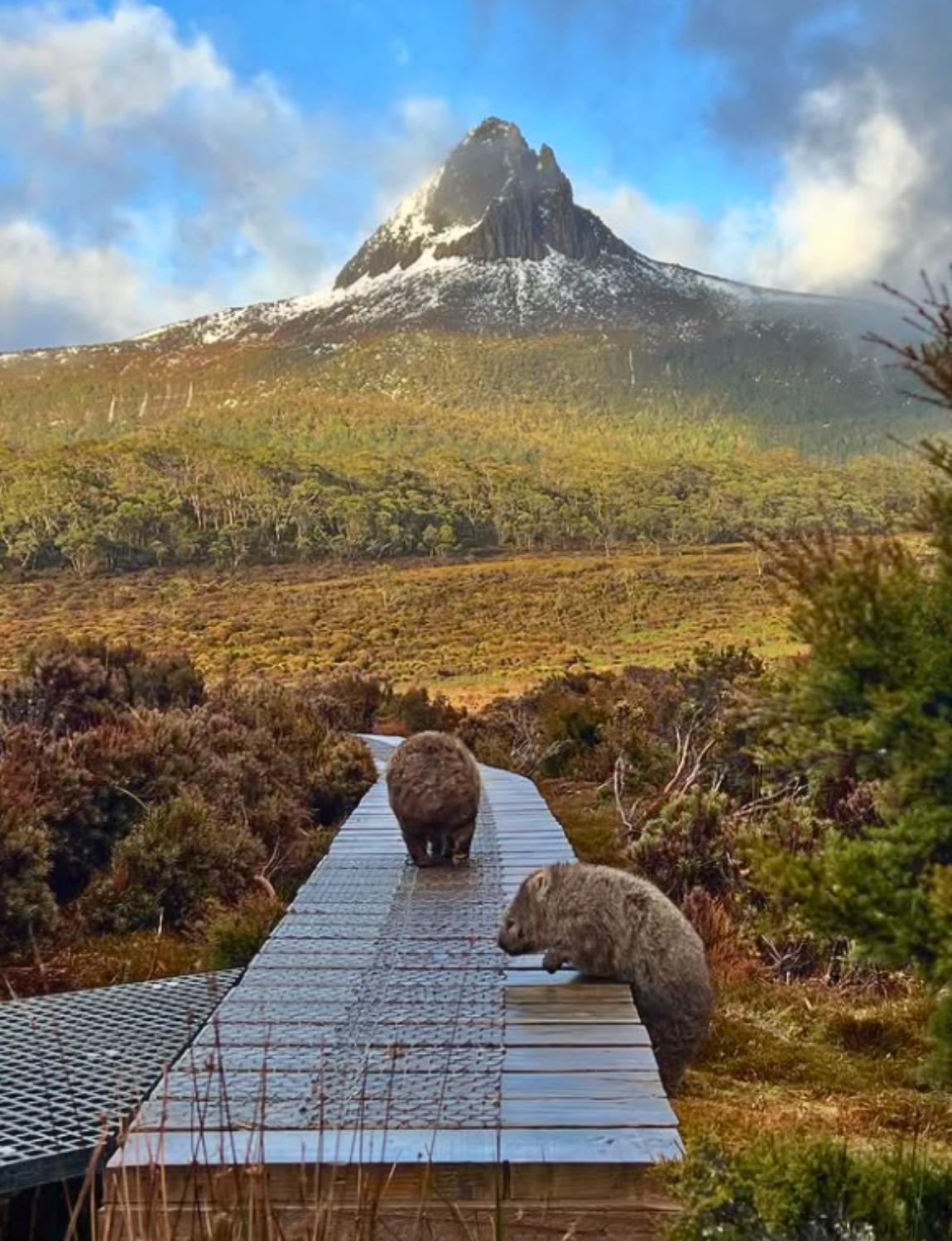 Best Night-Time Wildlife Safaris In Australia For 2026: Where The Bush ...